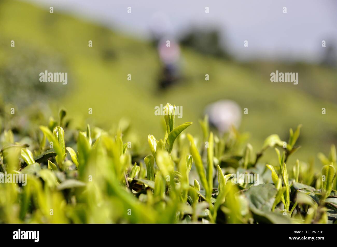 Guizhou, China. 22nd Mar, 2017. Scenery of tea plantations in Pu'an ...