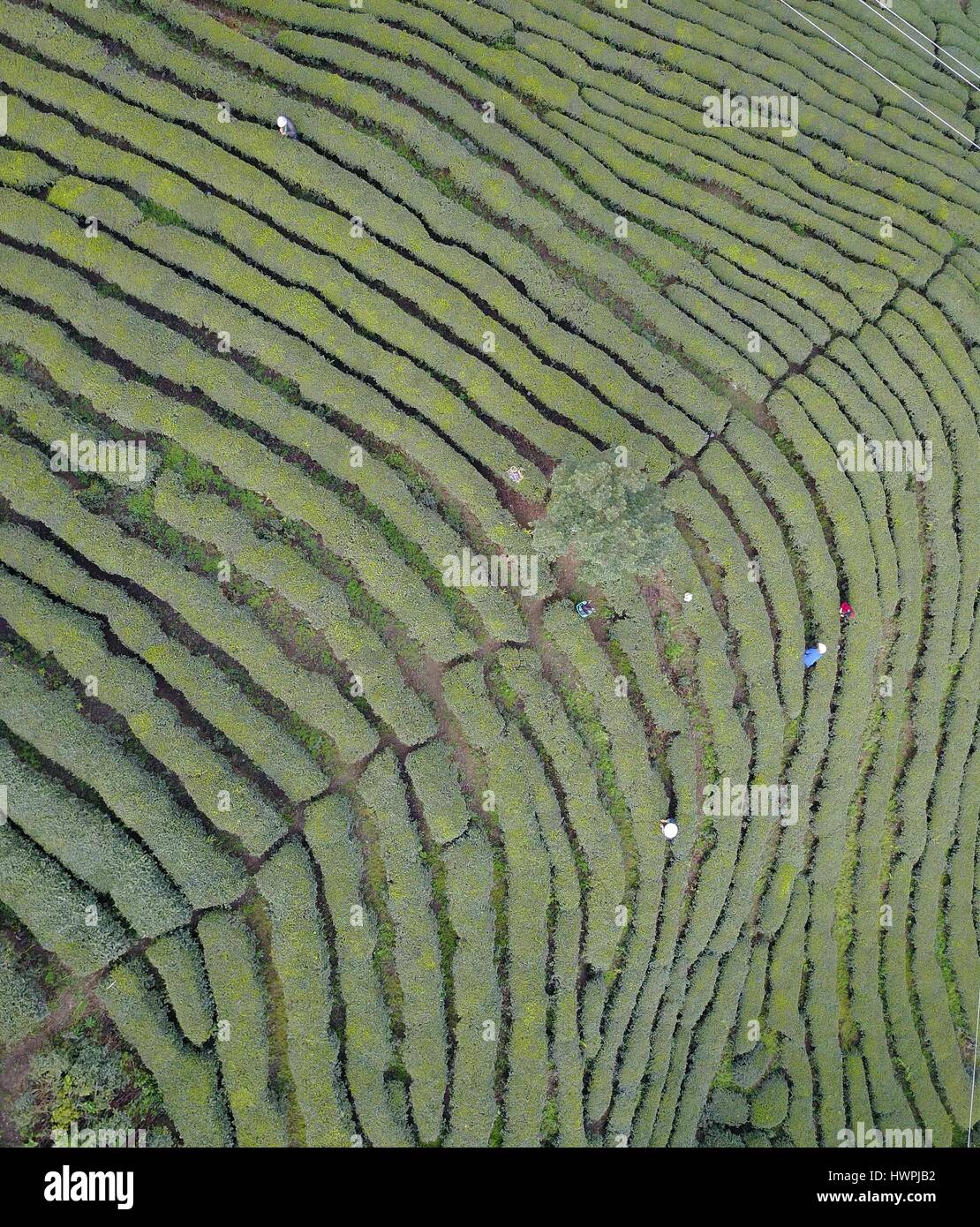 Guizhou, China. 22nd Mar, 2017. Scenery of tea plantations in Pu'an ...