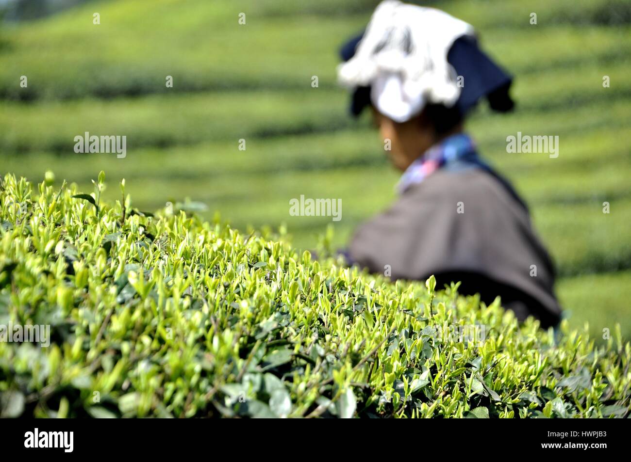 Guizhou, China. 22nd Mar, 2017. Scenery of tea plantations in Pu'an ...