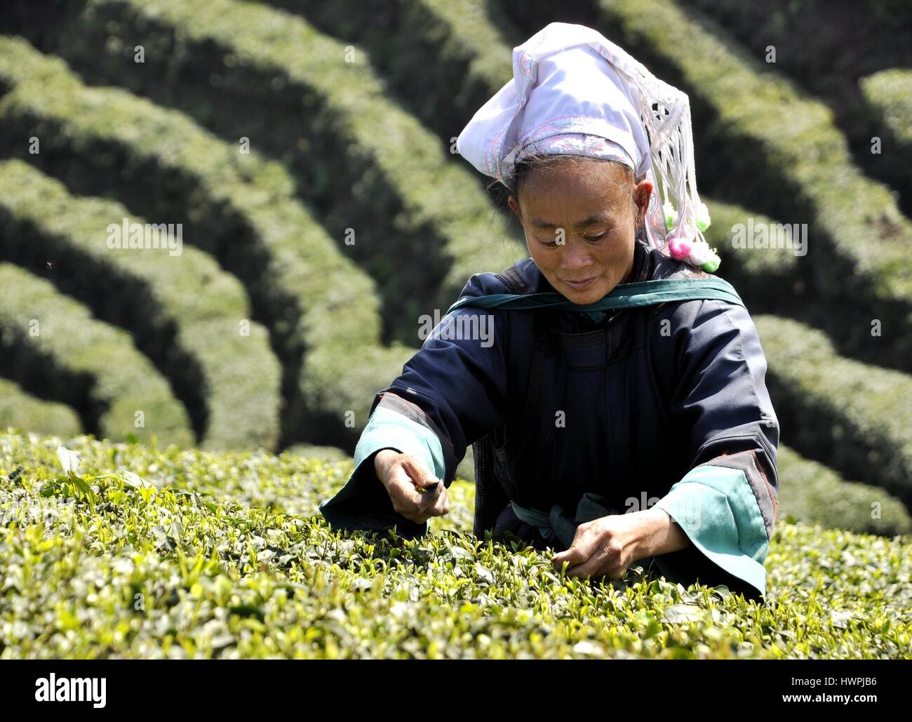 Guizhou, China. 22nd Mar, 2017. Scenery of tea plantations in Pu'an ...