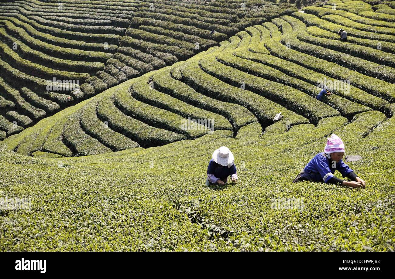 Guizhou, China. 22nd Mar, 2017. Scenery of tea plantations in Pu'an ...