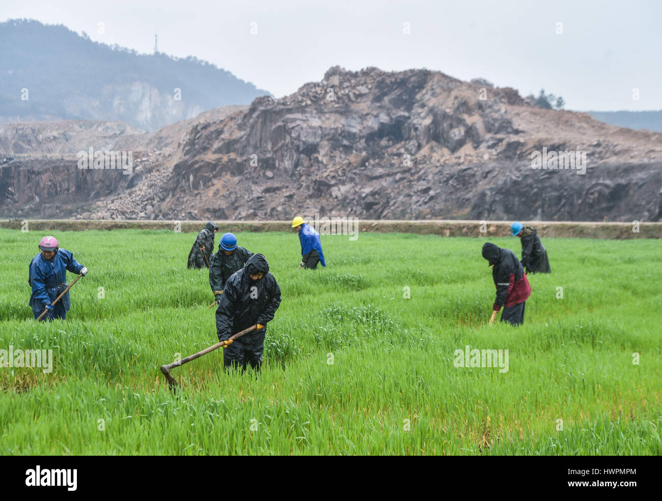 Huzhou, China's Zhejiang Province. 22nd Mar, 2017. Farmers clean and ...