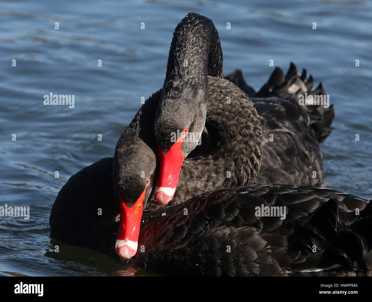 Essen, Germany. 22nd Mar, 2017. Two black swans snuggle in the sun at ...
