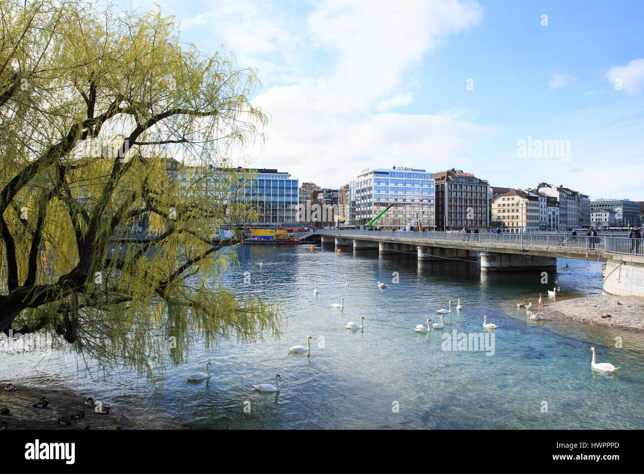 Geneva, Switzerland. 22nd Mar, 2017. Swans swim in the water near ...
