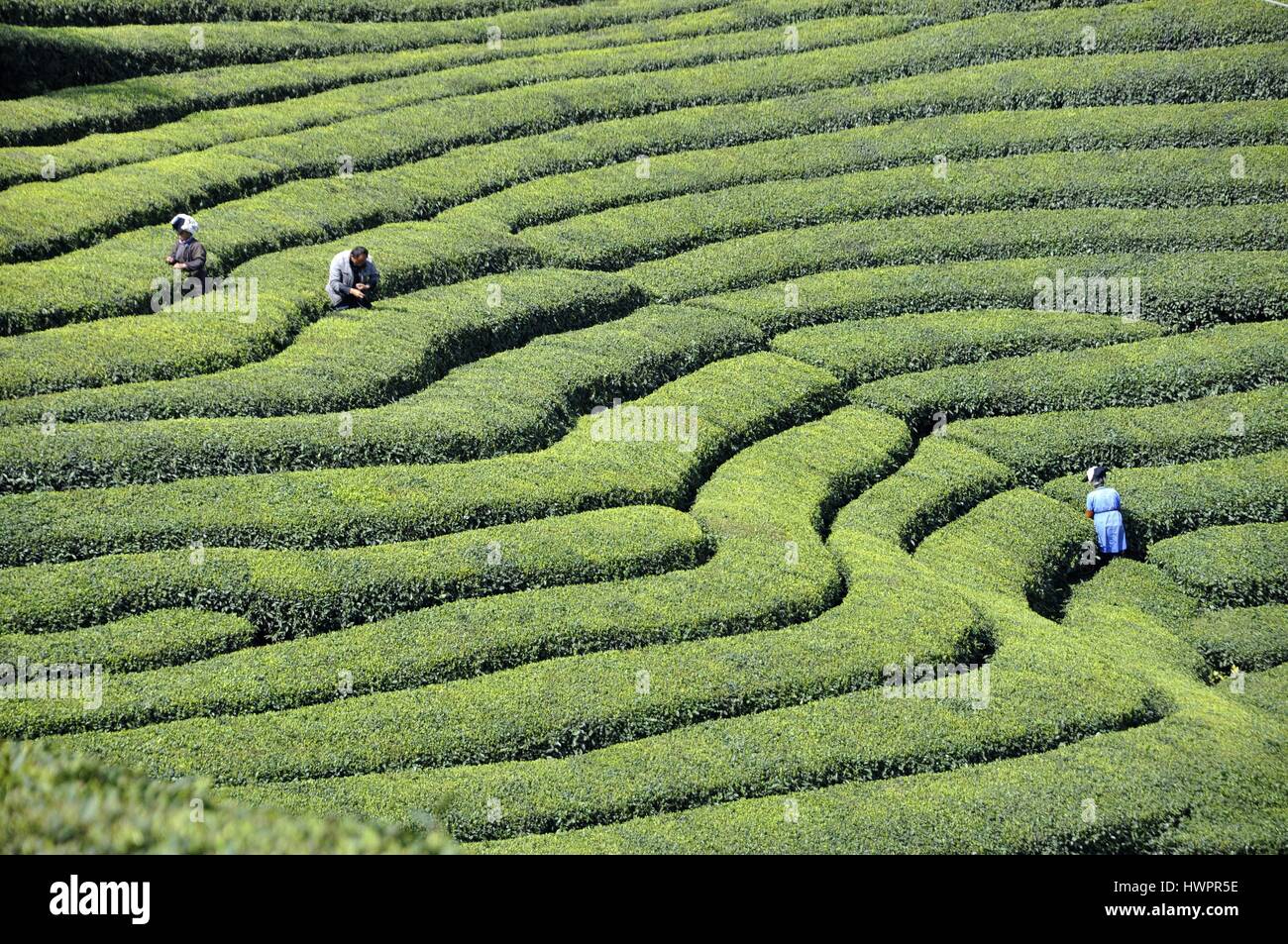 March 22, 2017 - Pu'an, Guizhou, China. - Terraced fields of tea ...