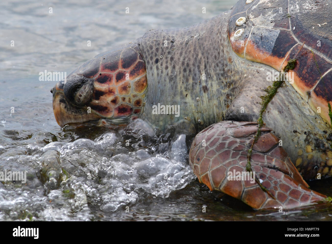 Nafplio, Greece. 22nd Mar, 2017. Another turtle species Caretta caretta ...