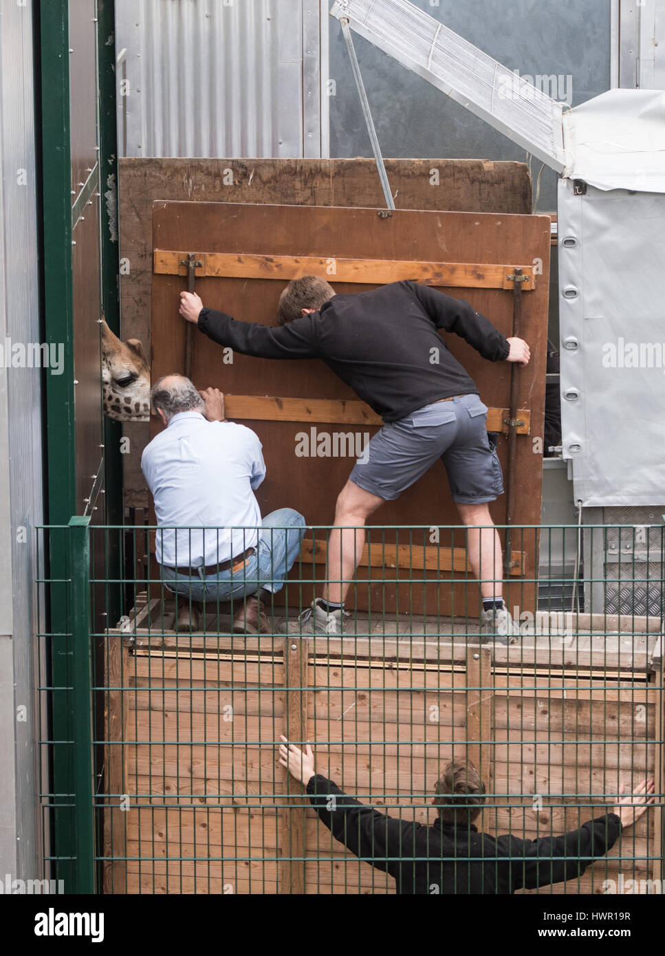 Gelsenkirchen, Germany. 3rd Apr, 2017. The male giraffe "Helios" is led ...
