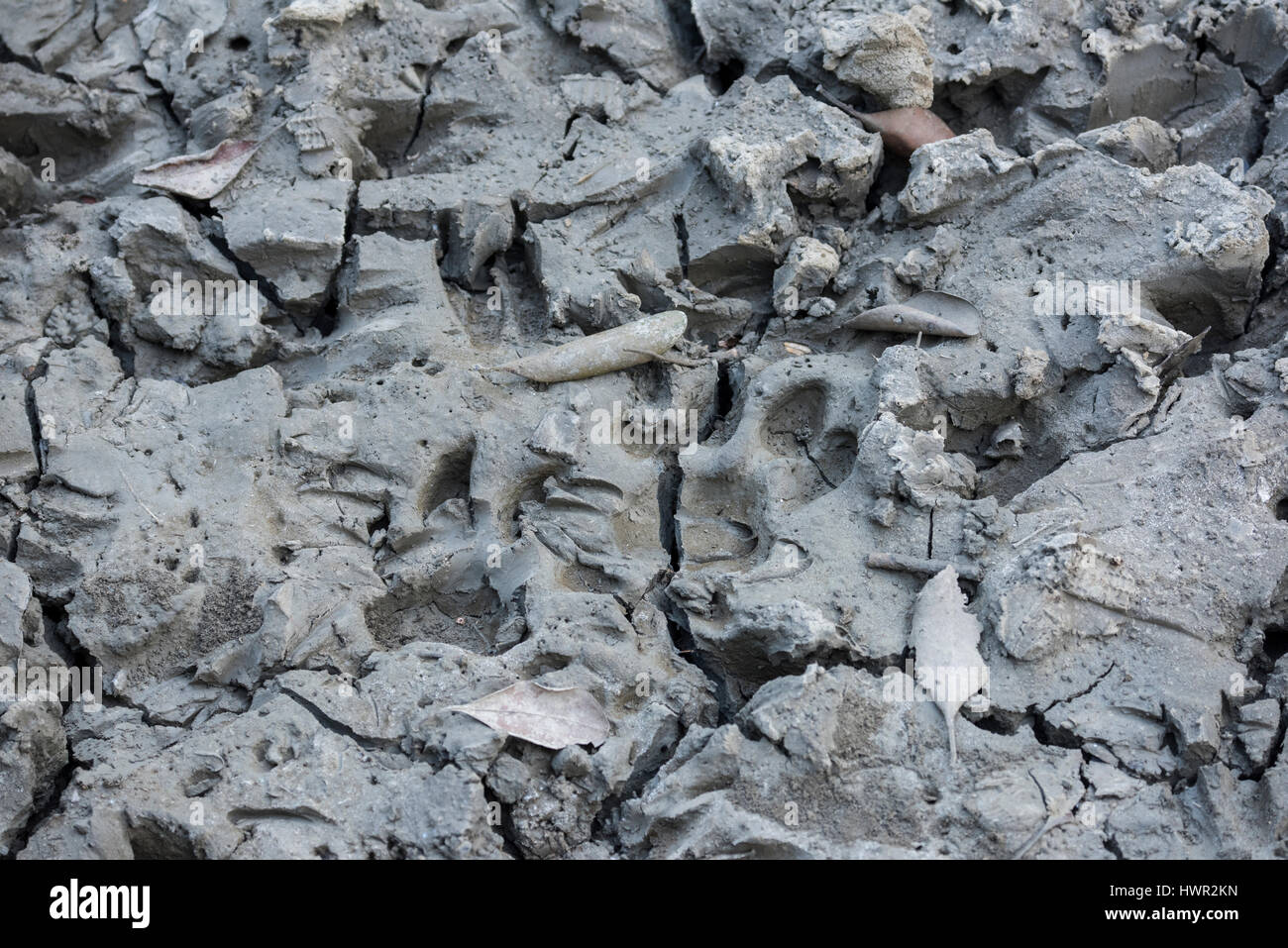 Bangladesh, The Sundarbans ("beautiful forest") Sundarbans National ...