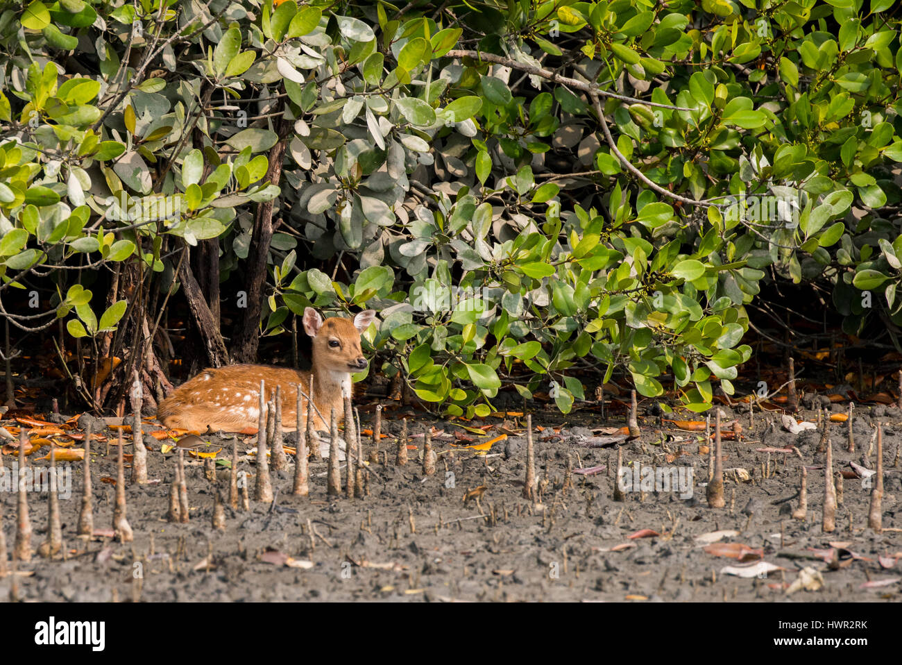 Bangladesh, The Sundarbans ("beautiful forest") Sundarbans National ...