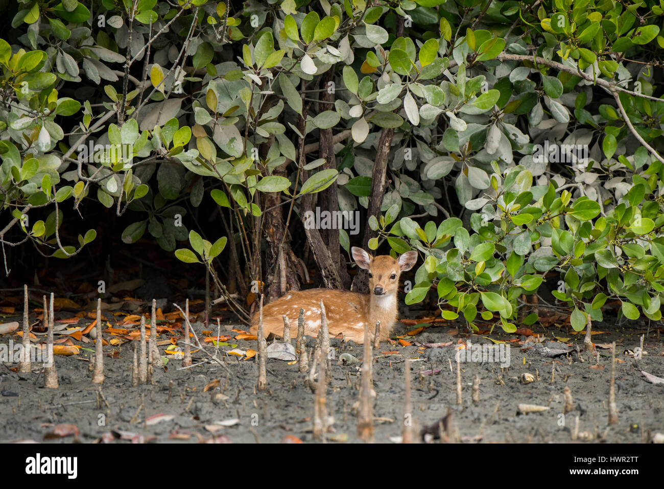 Bangladesh, The Sundarbans ("beautiful forest") Sundarbans National ...