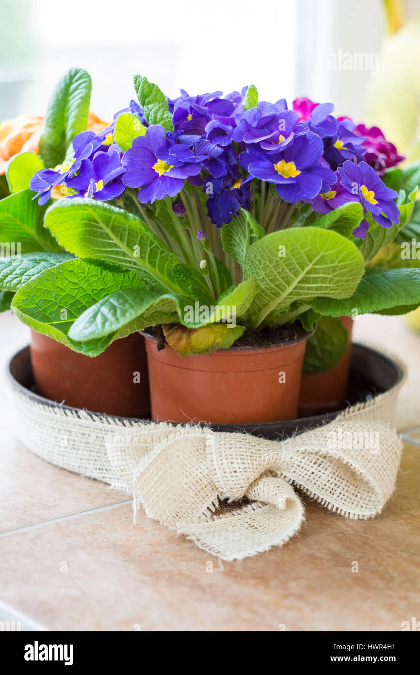 Violet primrose flower in pot with ribbon Stock Photo - Alamy