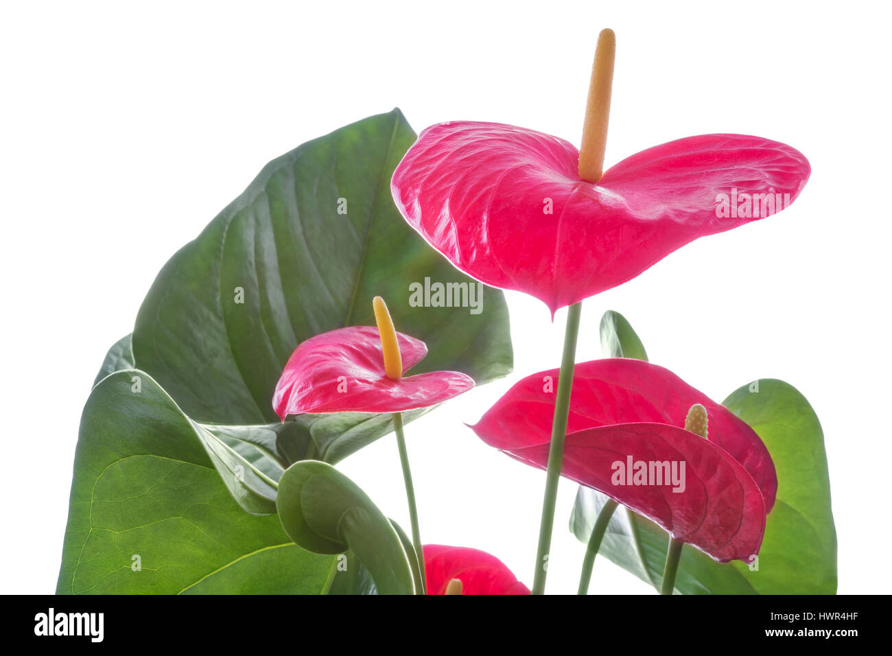 Flamingo flower and leaves closeup isolated Stock Photo - Alamy