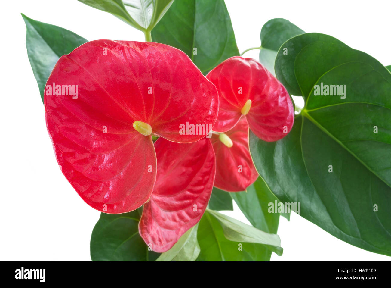 Flamingo flower above closeup isolated Stock Photo - Alamy