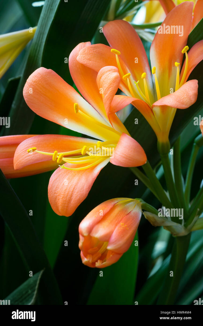 Orange clivia miniata flower closeup Stock Photo - Alamy
