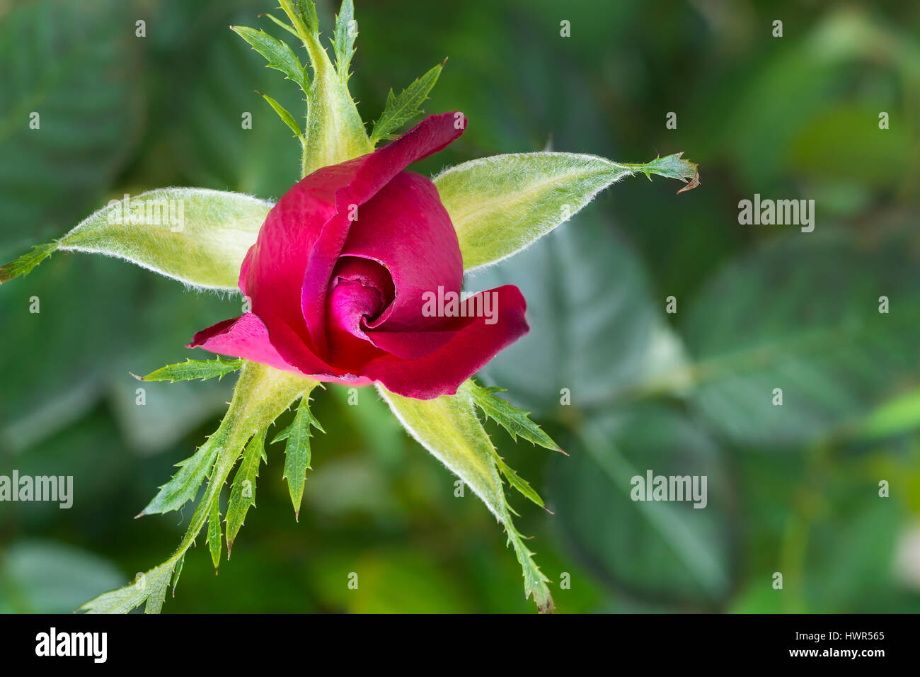 Red rose bud and leaves closeup Stock Photo - Alamy