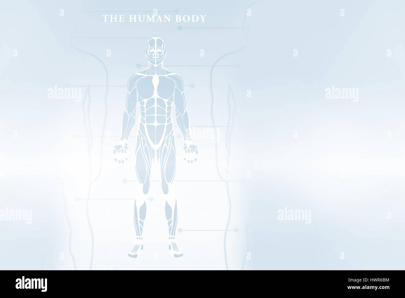 Composite image of human body over white background Stock Photo - Alamy