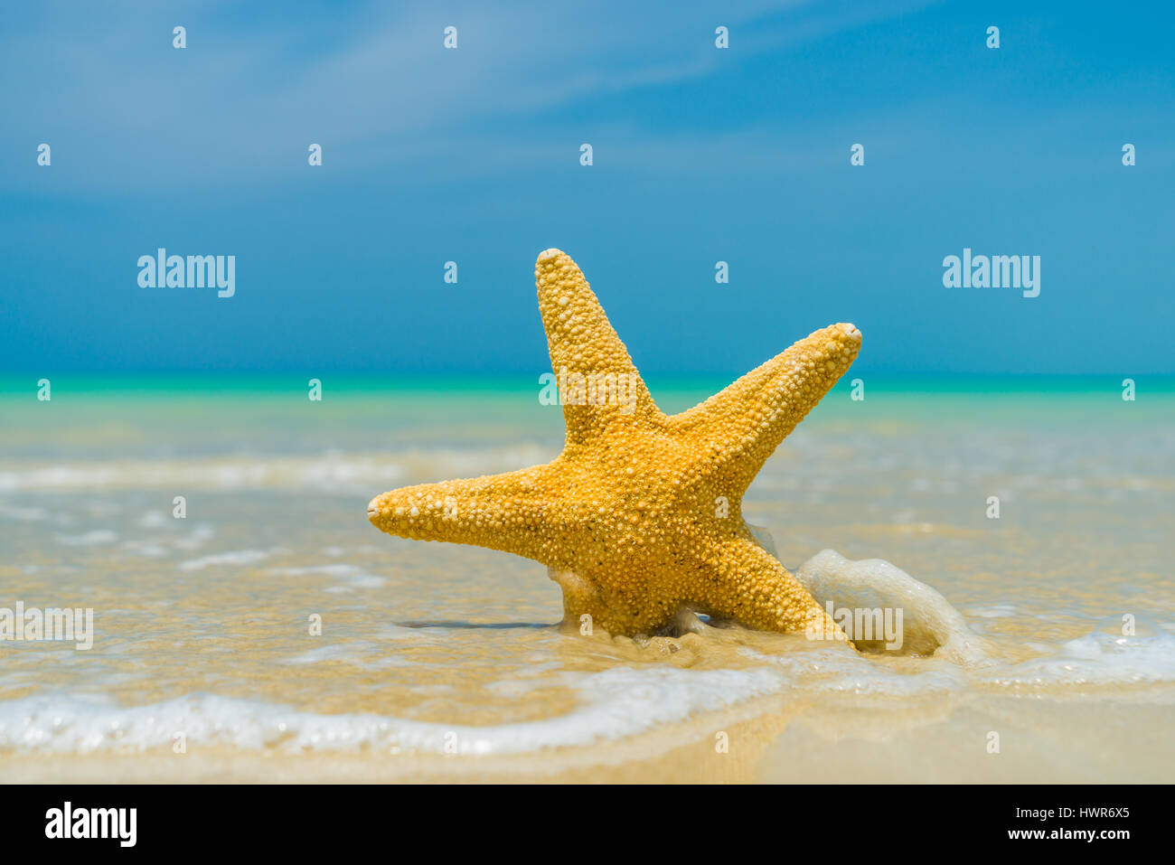 Starfish on the tropical beach on a sunny day Stock Photo - Alamy