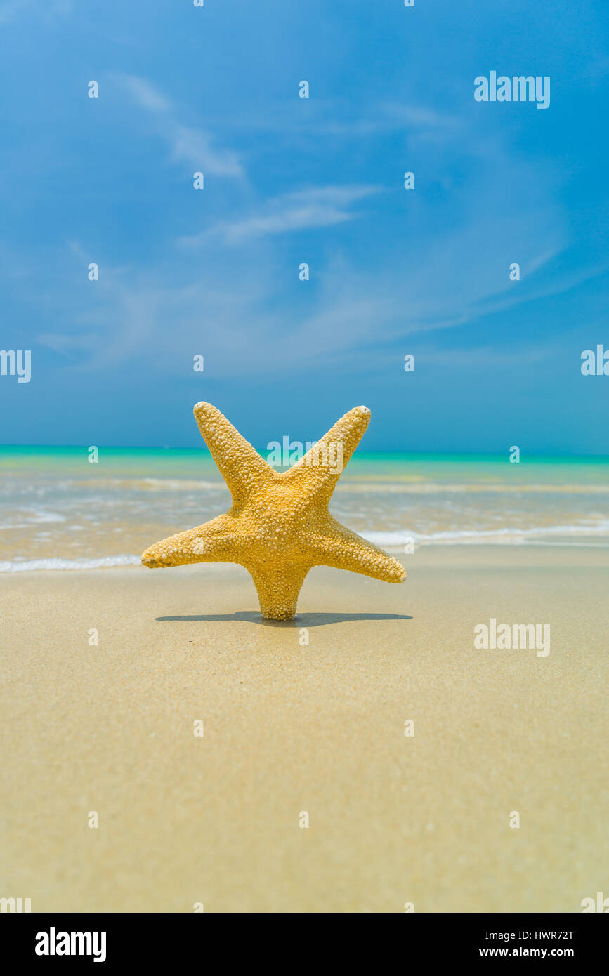 Starfish on the tropical beach on a sunny day Stock Photo - Alamy