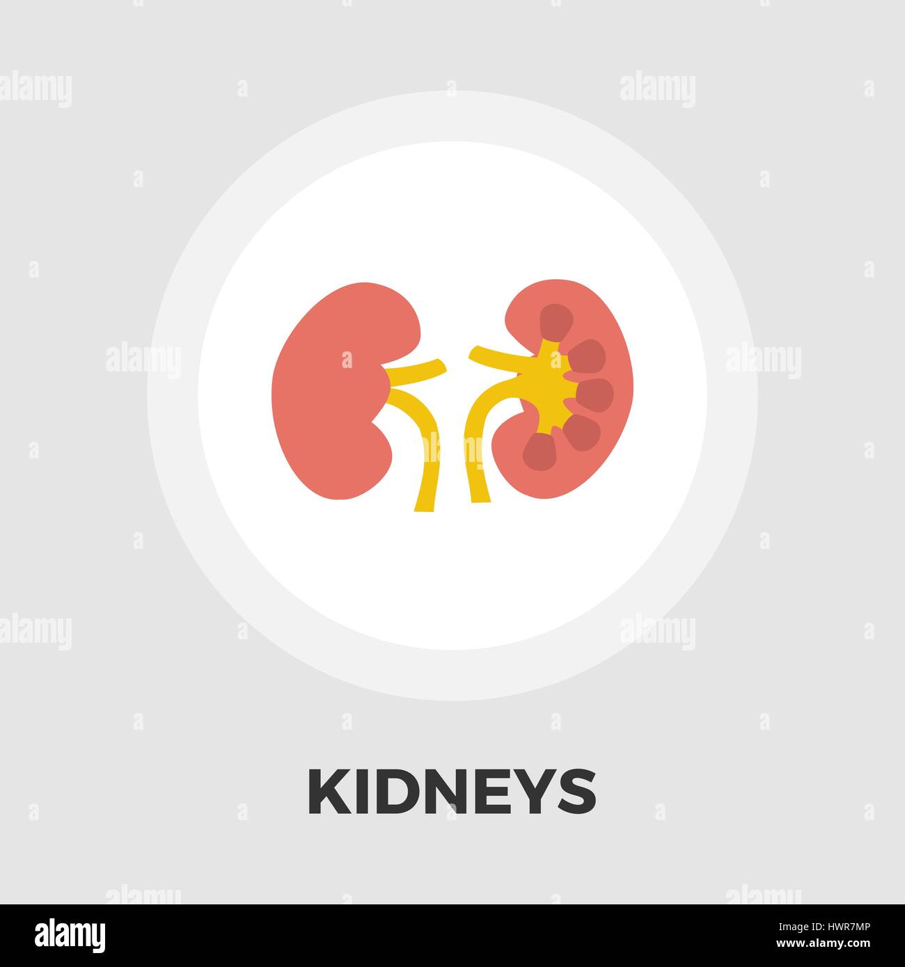 Human Kidney icon vector. Flat icon isolated on the white background. Editable EPS file. Vector ...