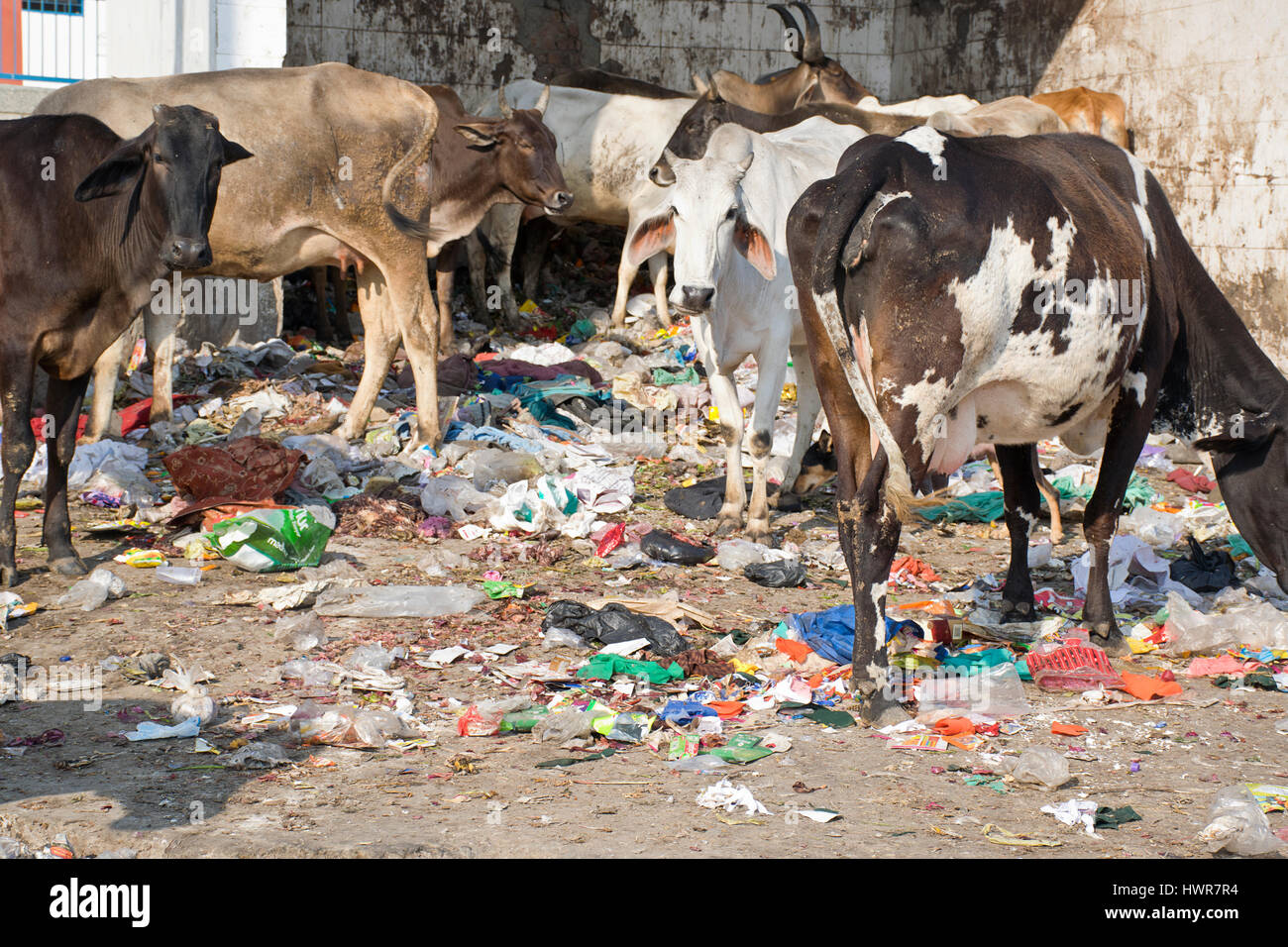indian street cows eating plastic garbage Stock Photo - Alamy