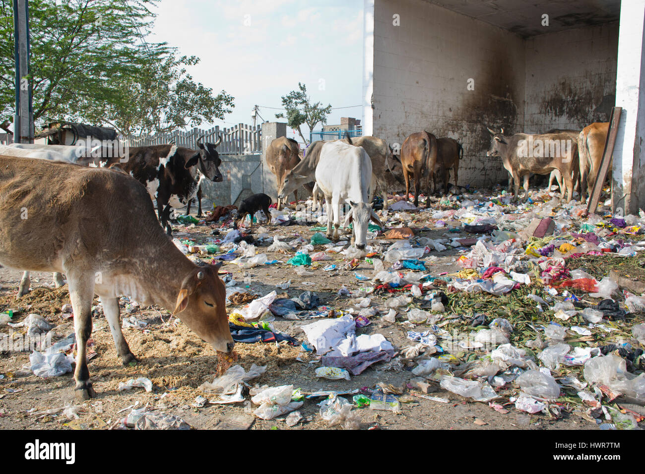 Indian cow disease hi-res stock photography and images - Alamy