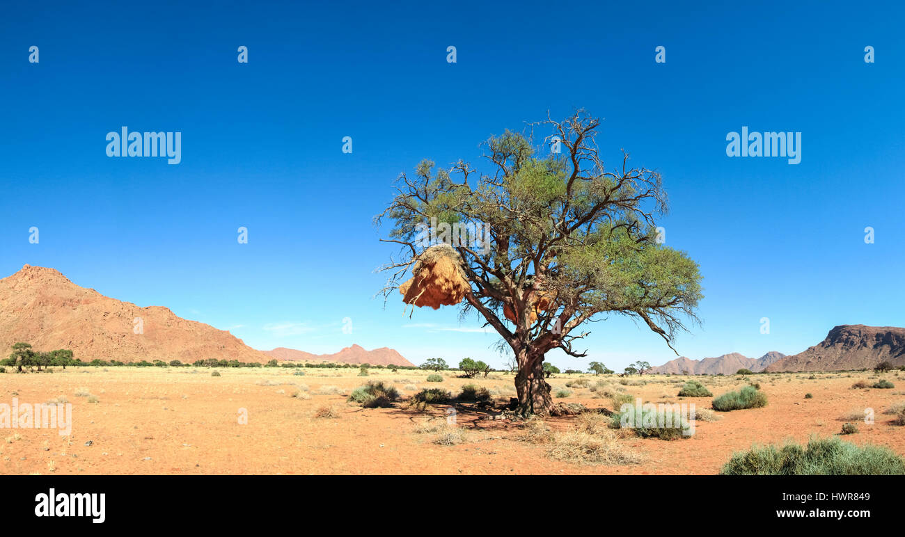 Beautiful landscape with big tree and birds nest in desert Stock Photo ...