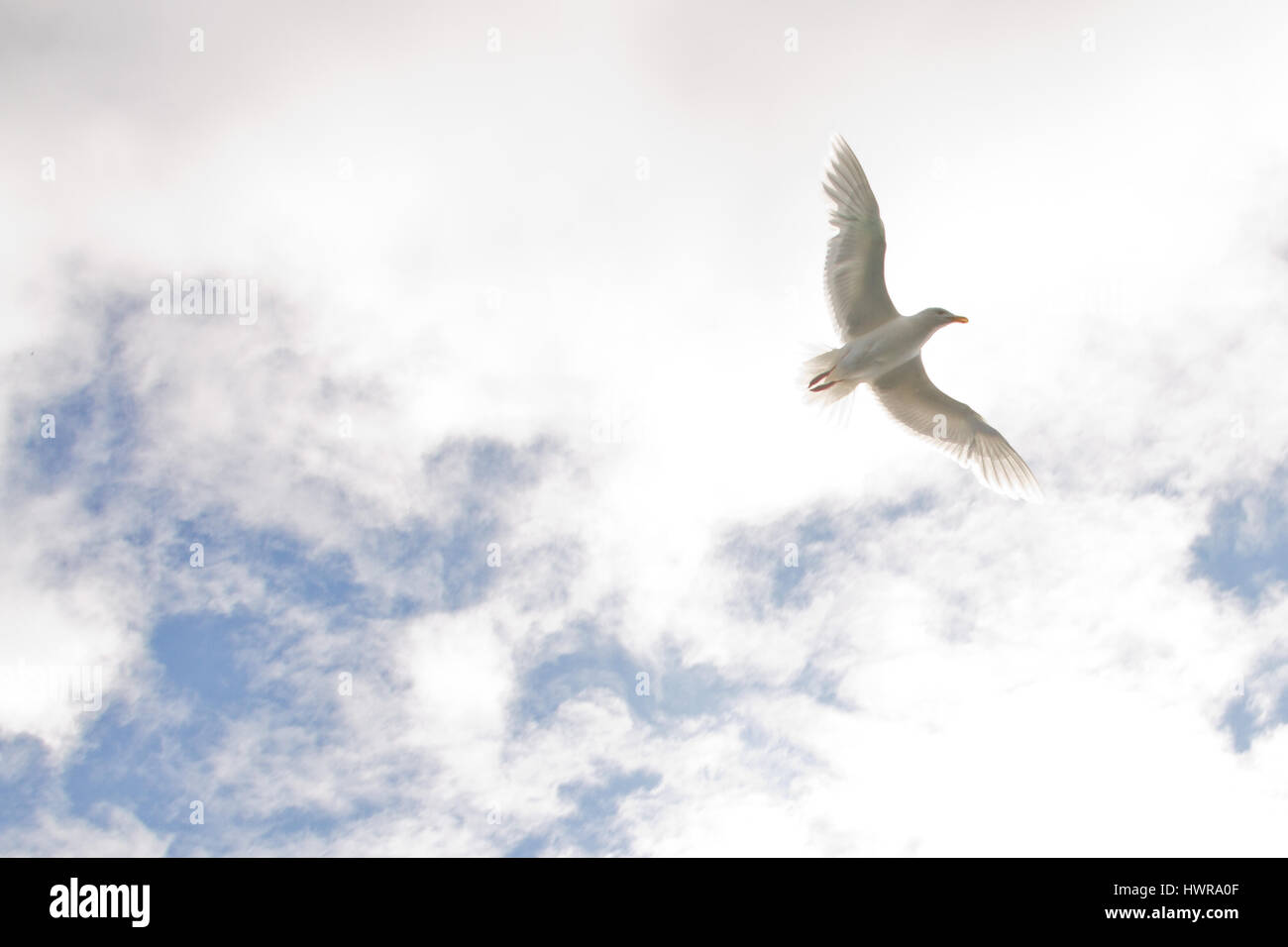 Arctic sea bird hi-res stock photography and images - Alamy