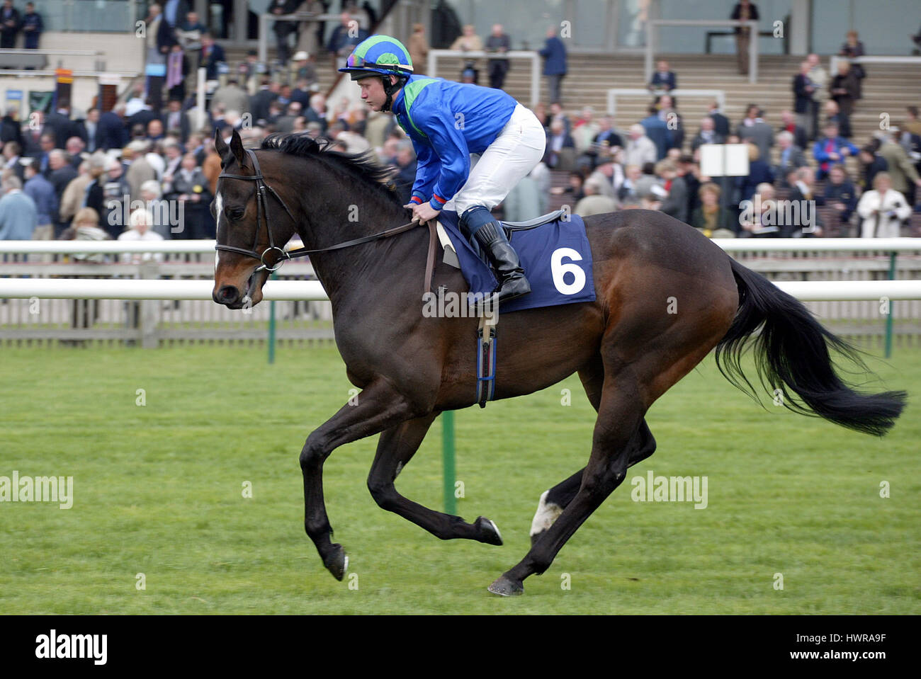 MASTER ROBBIE RIDDEN BY S.HITCHCOTT NEWMARKET RACECOURSE NEWMARKET 13 ...