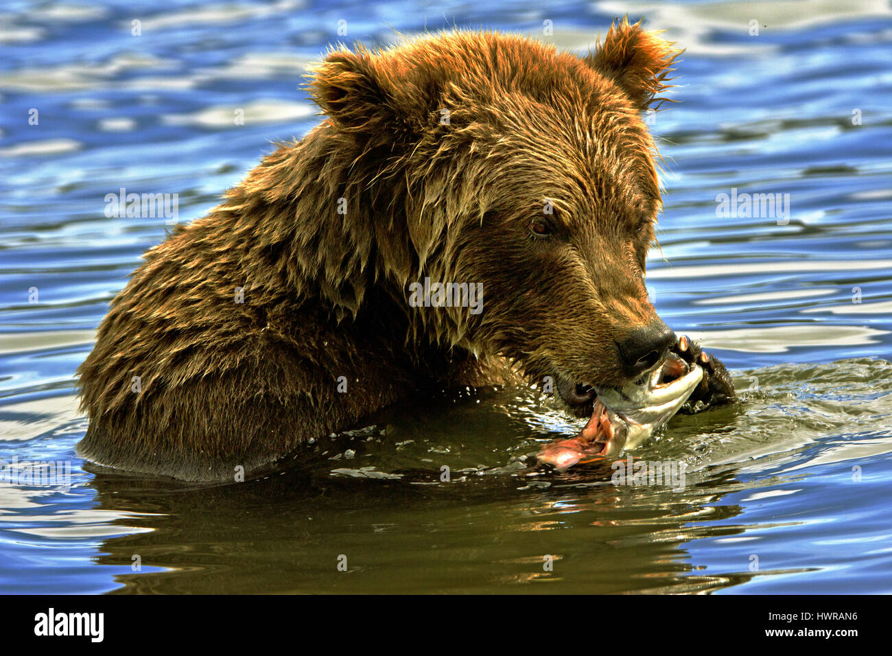 Bear catching fish hi-res stock photography and images - Alamy