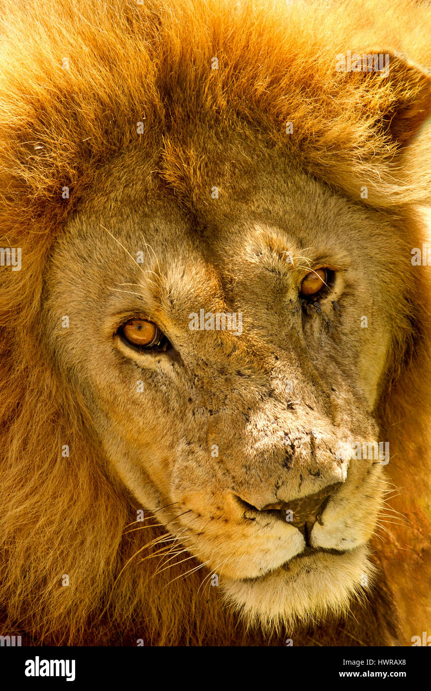 Lowe afrika hi-res stock photography and images - Alamy
