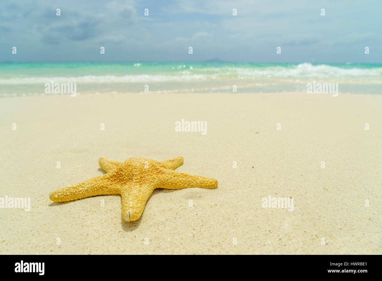 Collection of starfish hi-res stock photography and images - Alamy