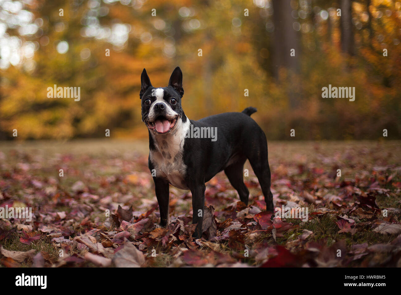 Boston terrier hi-res stock photography and images - Alamy