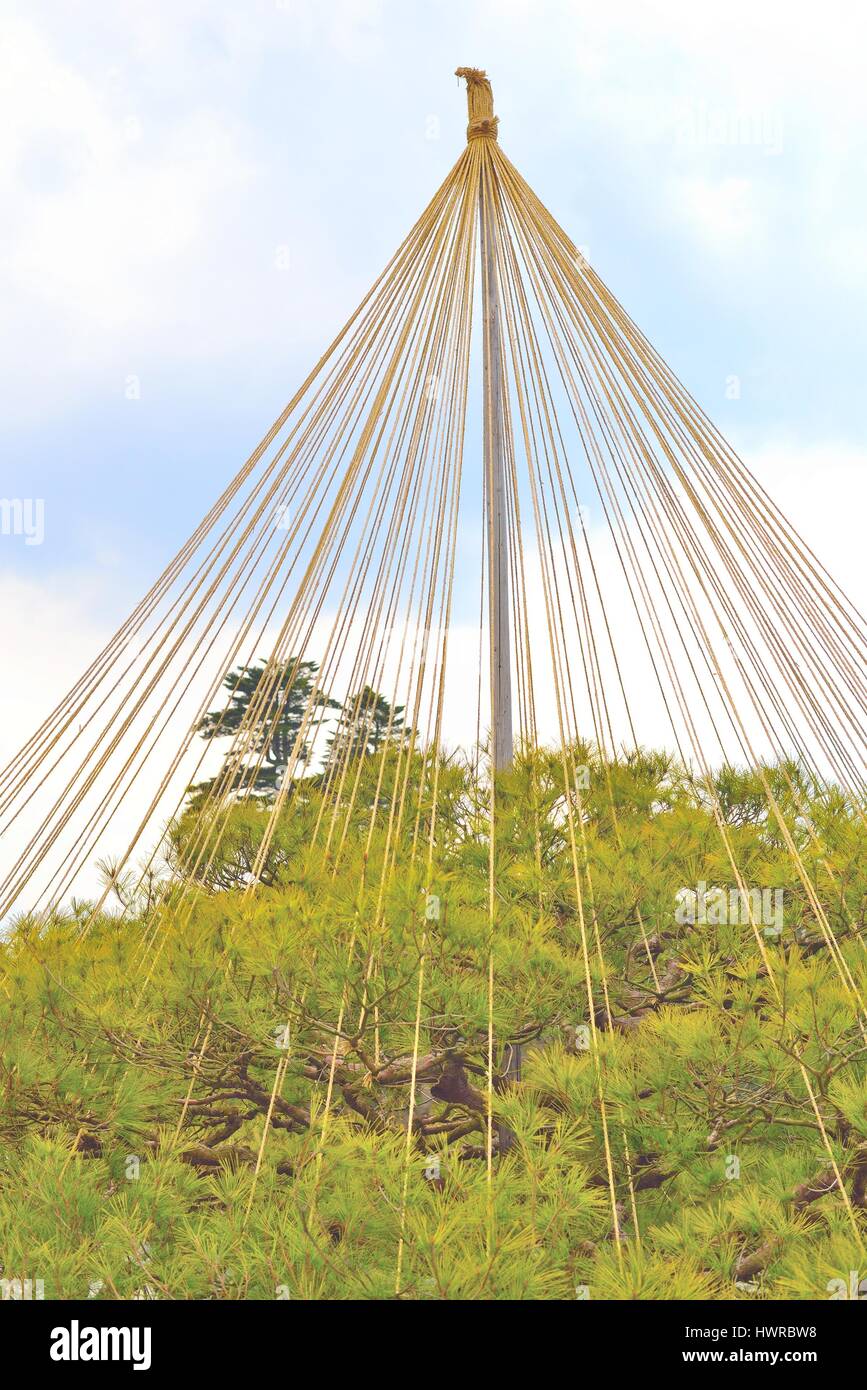 Yukitsuri tree branch support in Kenroku-en garden, Kanazawa, Japan ...