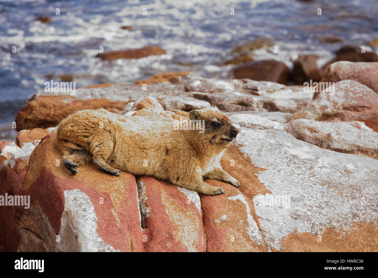 Rock badger hi-res stock photography and images - Alamy