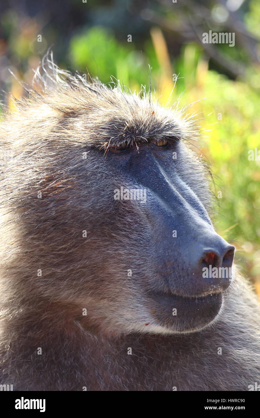 Mandrill genus hi-res stock photography and images - Alamy