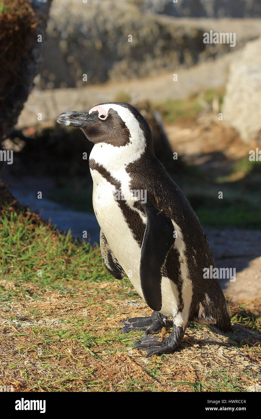 The African penguin being off his legs Stock Photo - Alamy