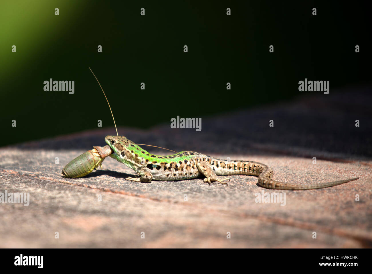 Lizard in mouth hi-res stock photography and images - Alamy