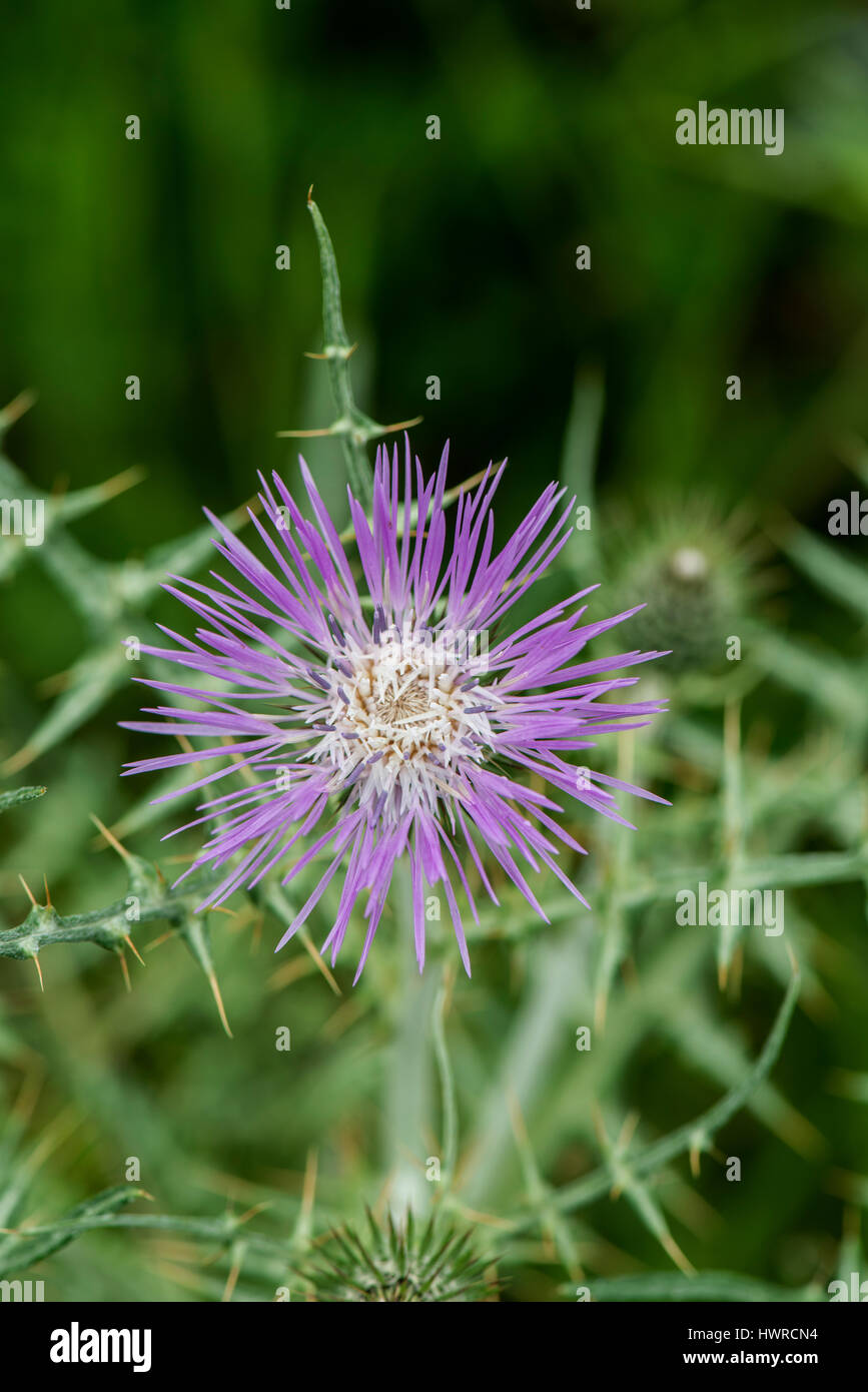 Galactites tomentosa hi-res stock photography and images - Alamy