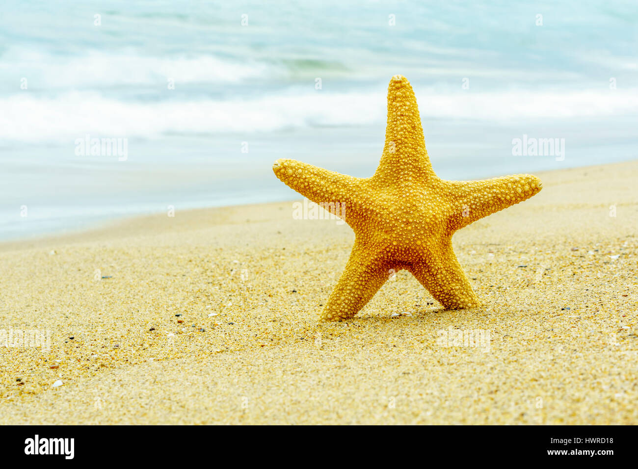 Starfish at the tropical beach Stock Photo - Alamy