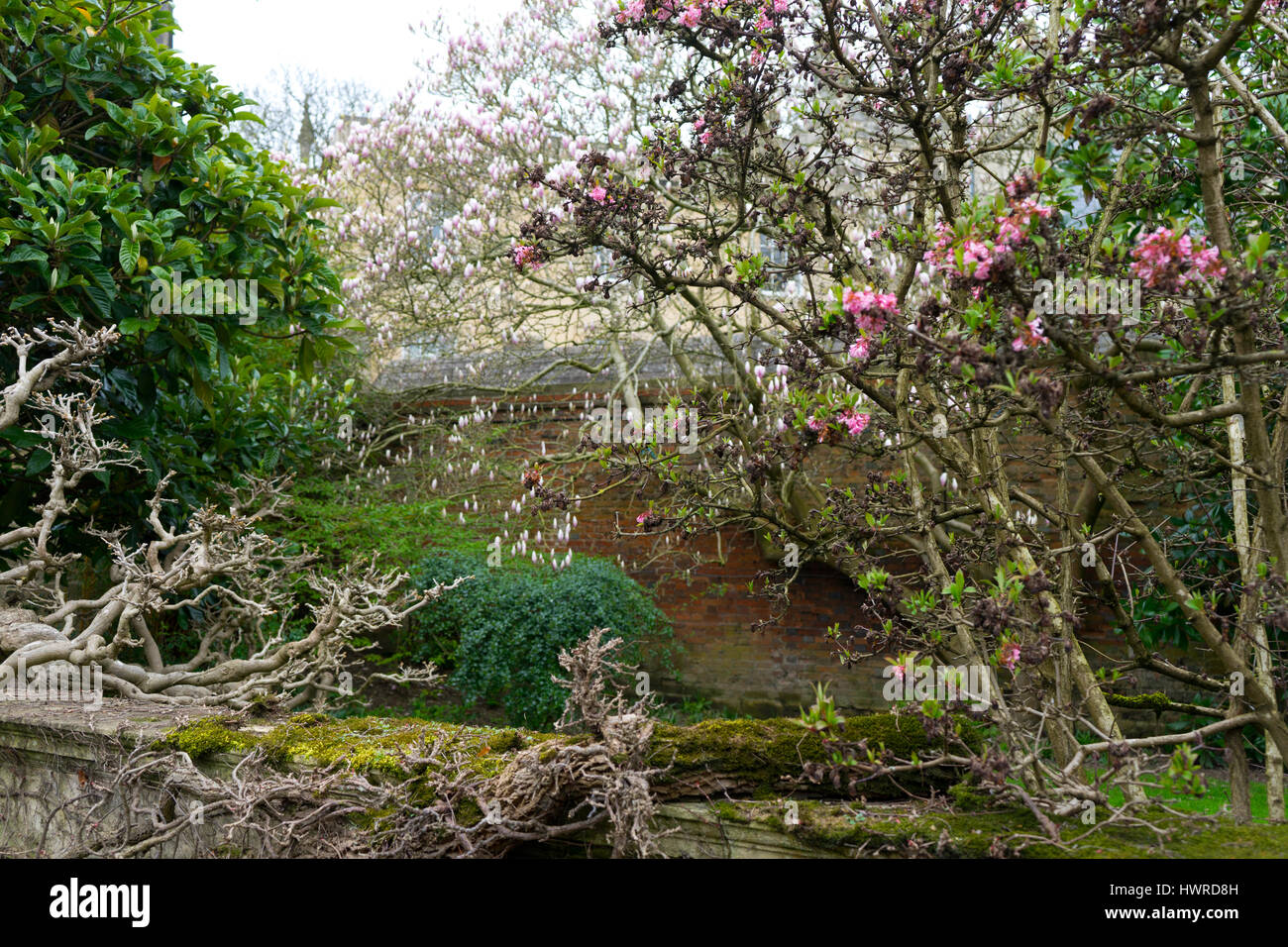 Spring delights in King's College gardens Stock Photo - Alamy