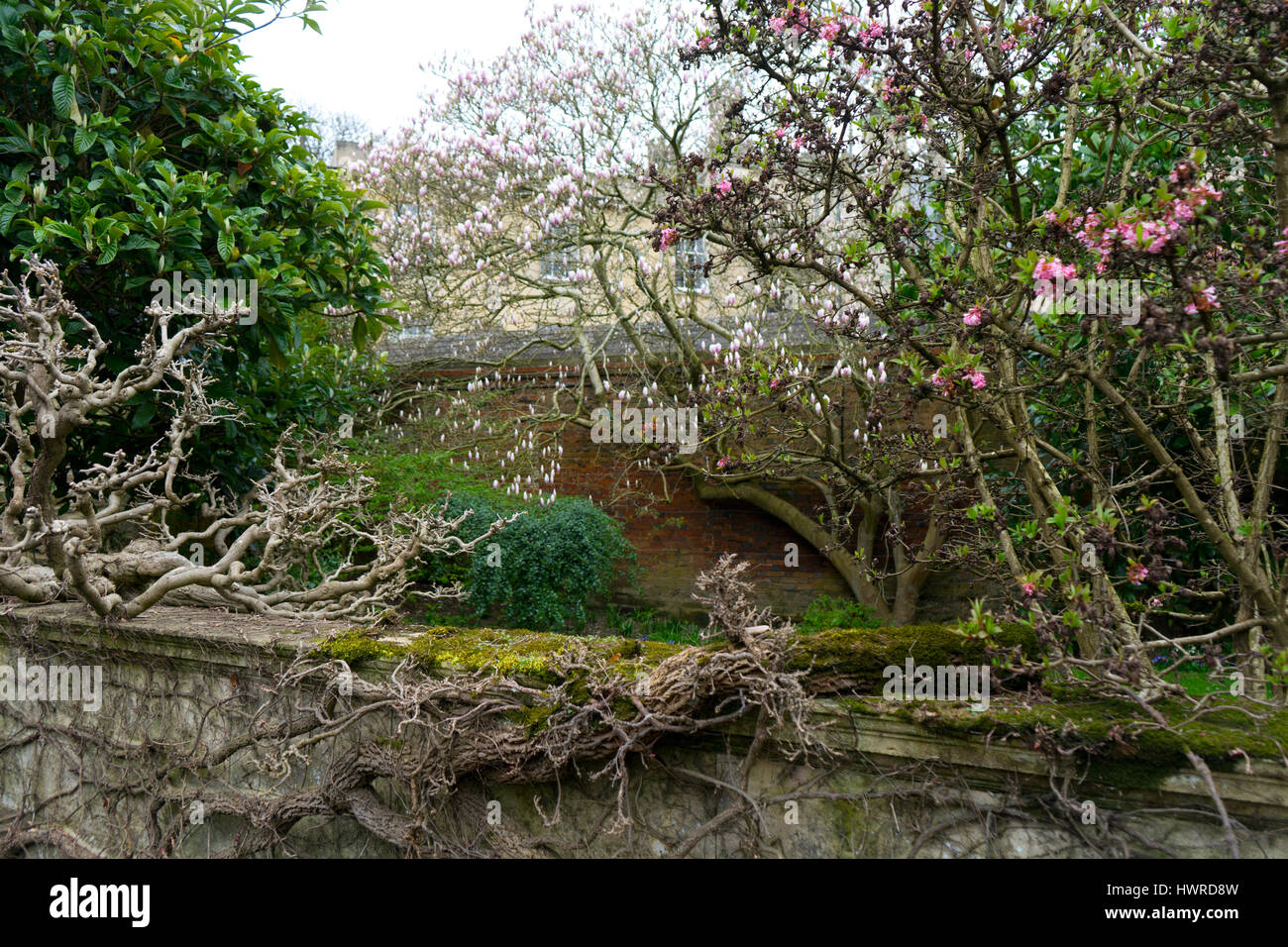 Spring delights in King's College gardens Stock Photo - Alamy