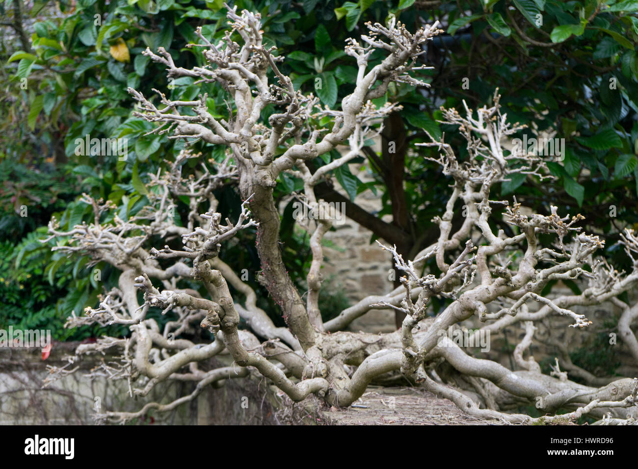 Oxford college garden spring hi-res stock photography and images - Alamy