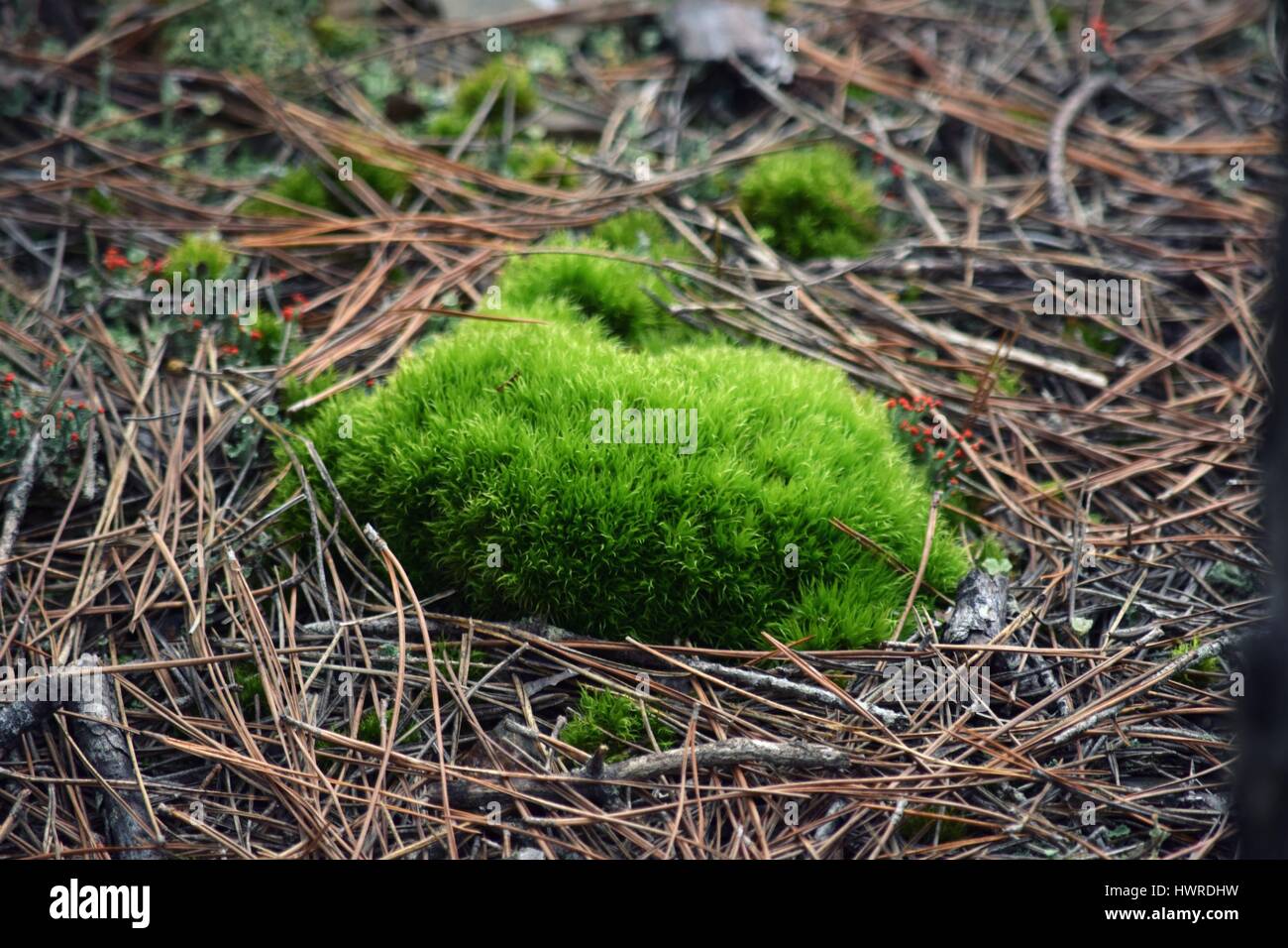 Moss plants hi-res stock photography and images - Alamy