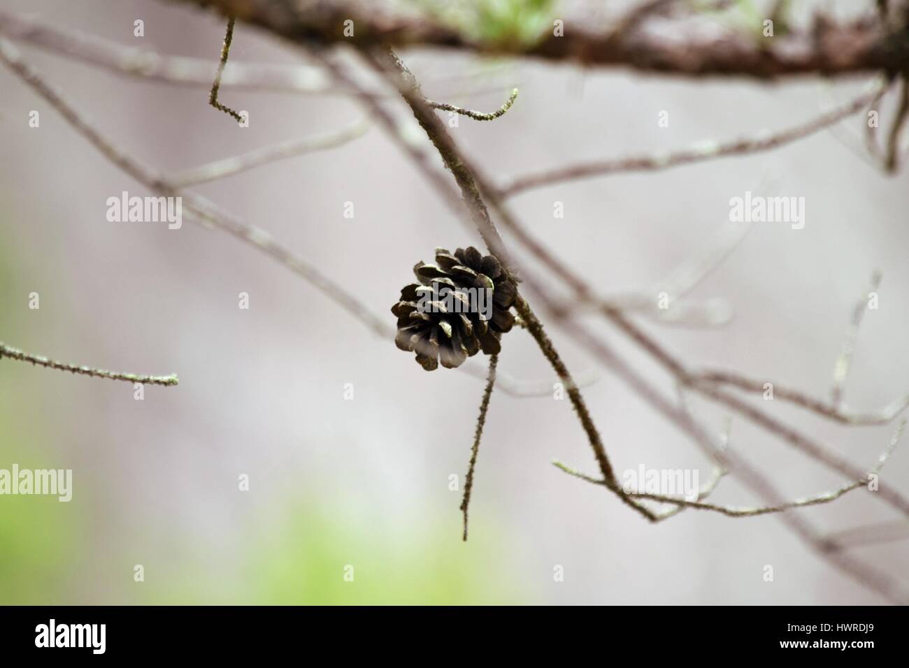 Arkansas pine hi-res stock photography and images - Alamy