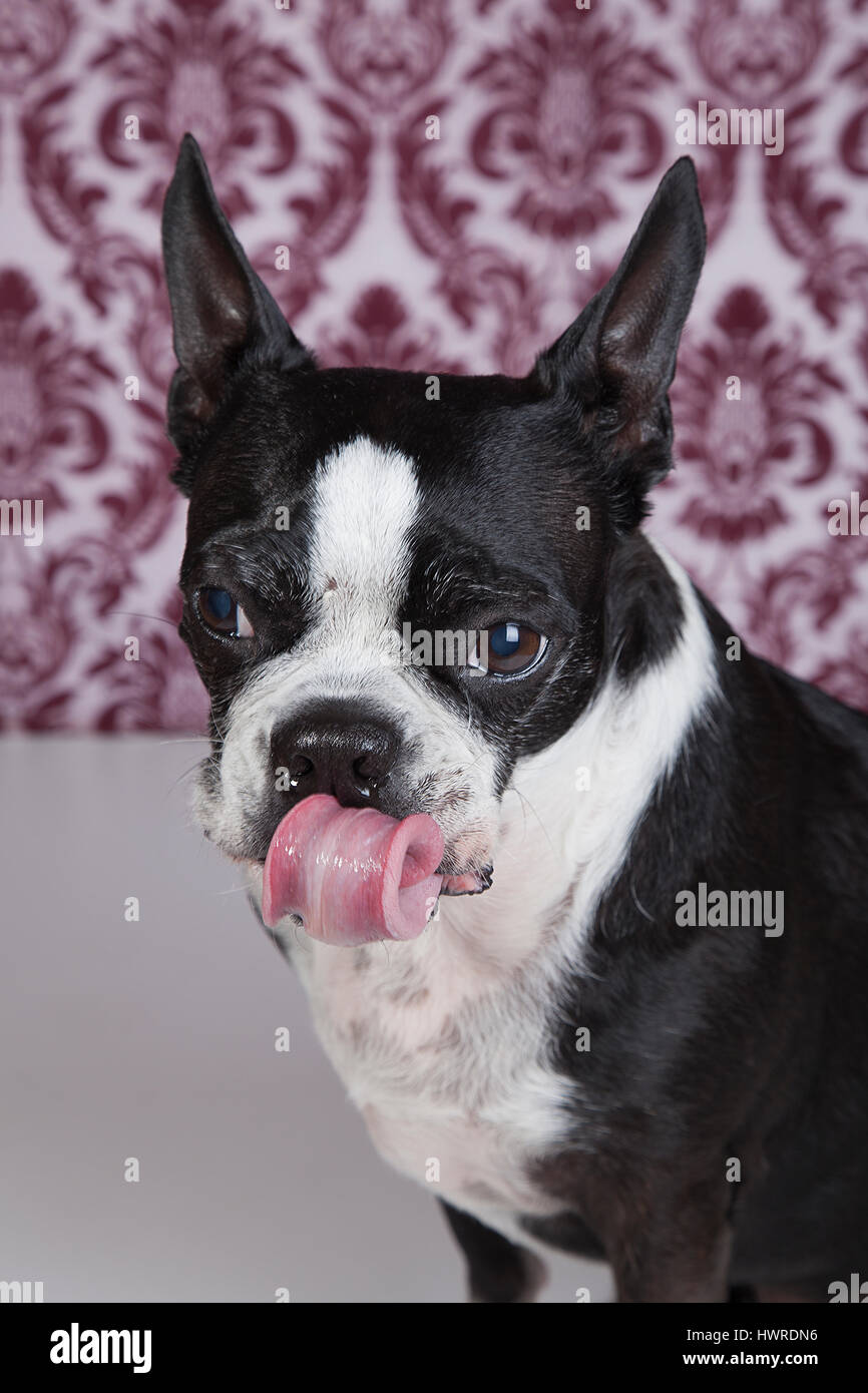 Funny Boston terrier posing in the studio on a damask background with ...