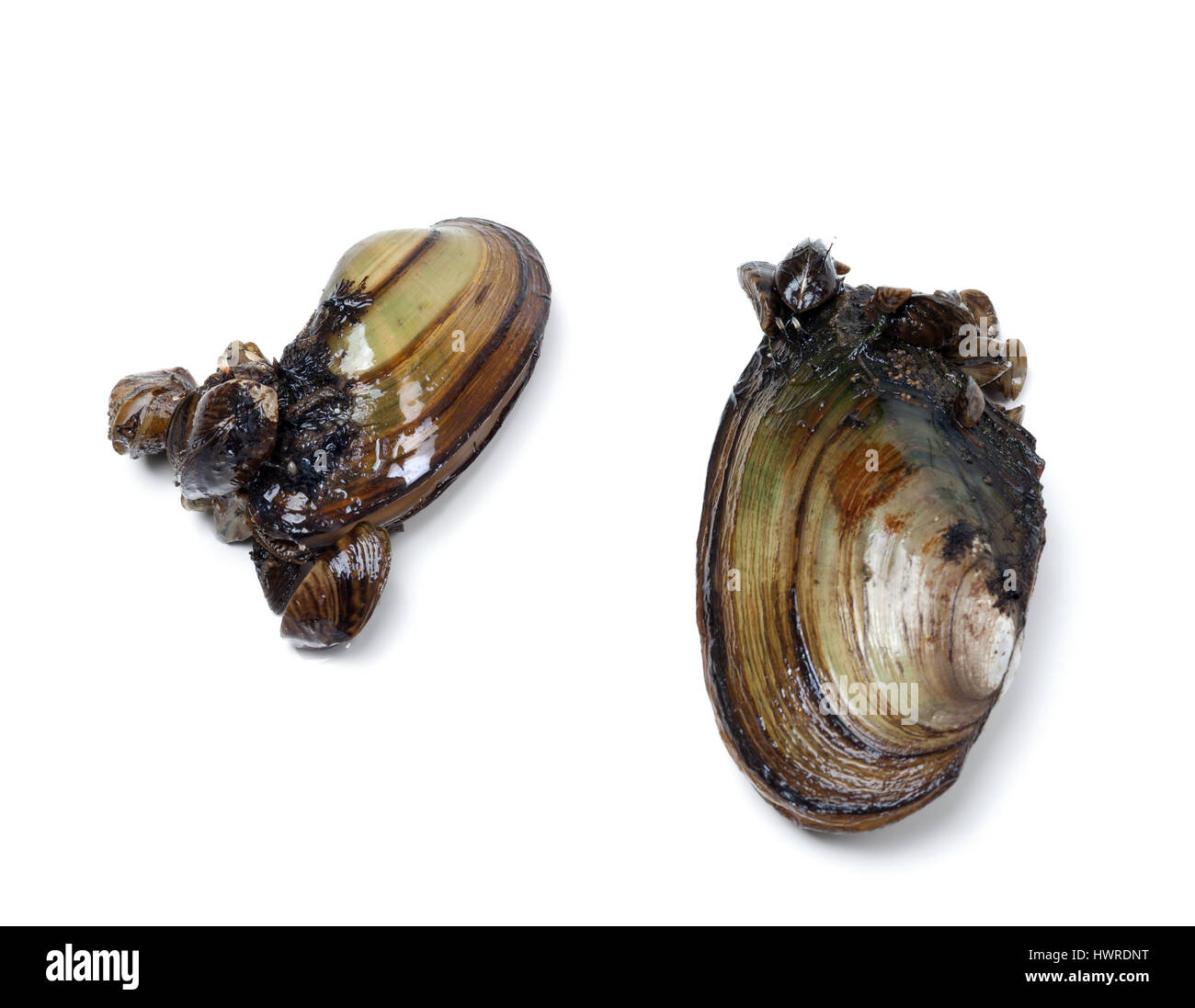 Freshwater pearl mussels hi-res stock photography and images - Alamy