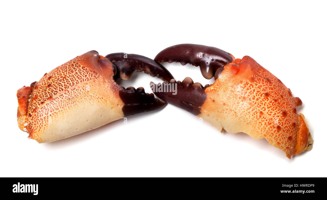 Two boiled pincers from crab isolated on white background Stock Photo ...