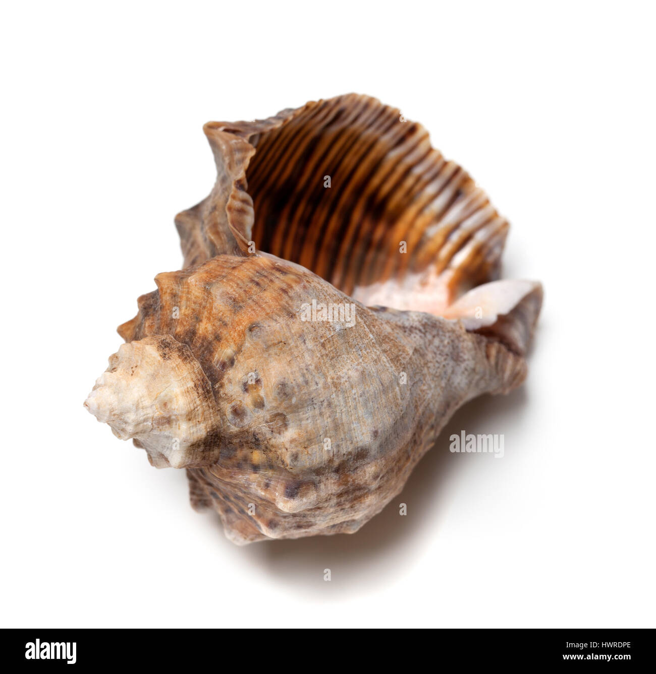 Rapa venosa hi-res stock photography and images - Alamy