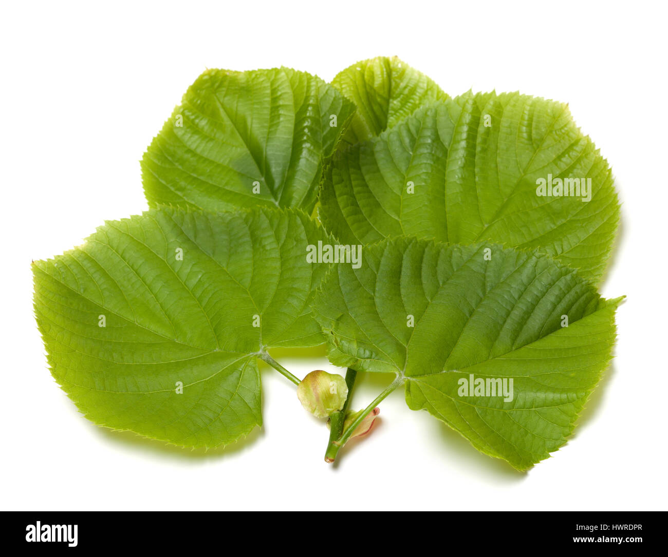 Green linden-tree leafs. Isolated on white background Stock Photo - Alamy