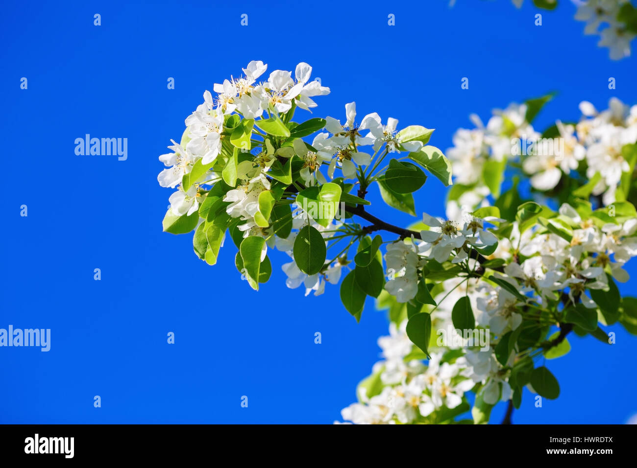Blossoming tree branch with white flowers. Spring flowering tree. Tree ...